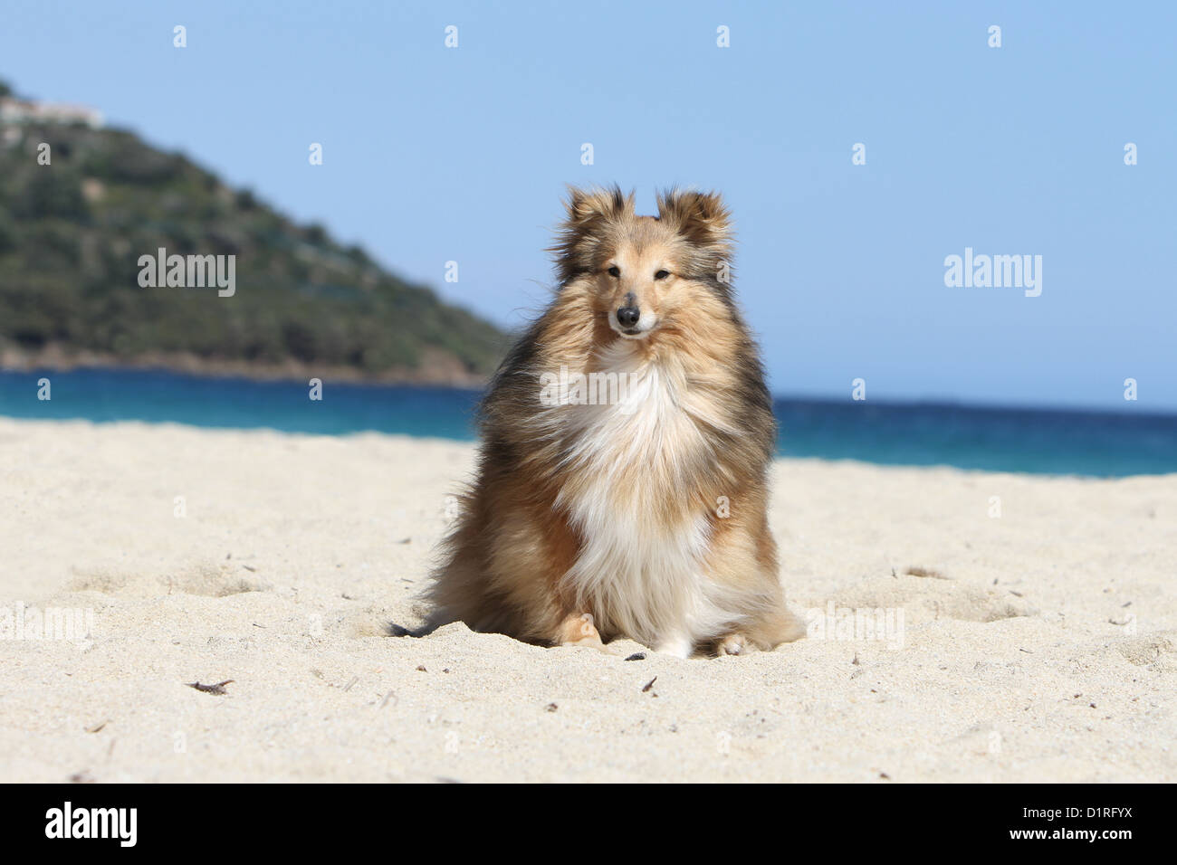 Dog Shetland Sheepdog / Sheltie adult (sable white) sitting on the ...
