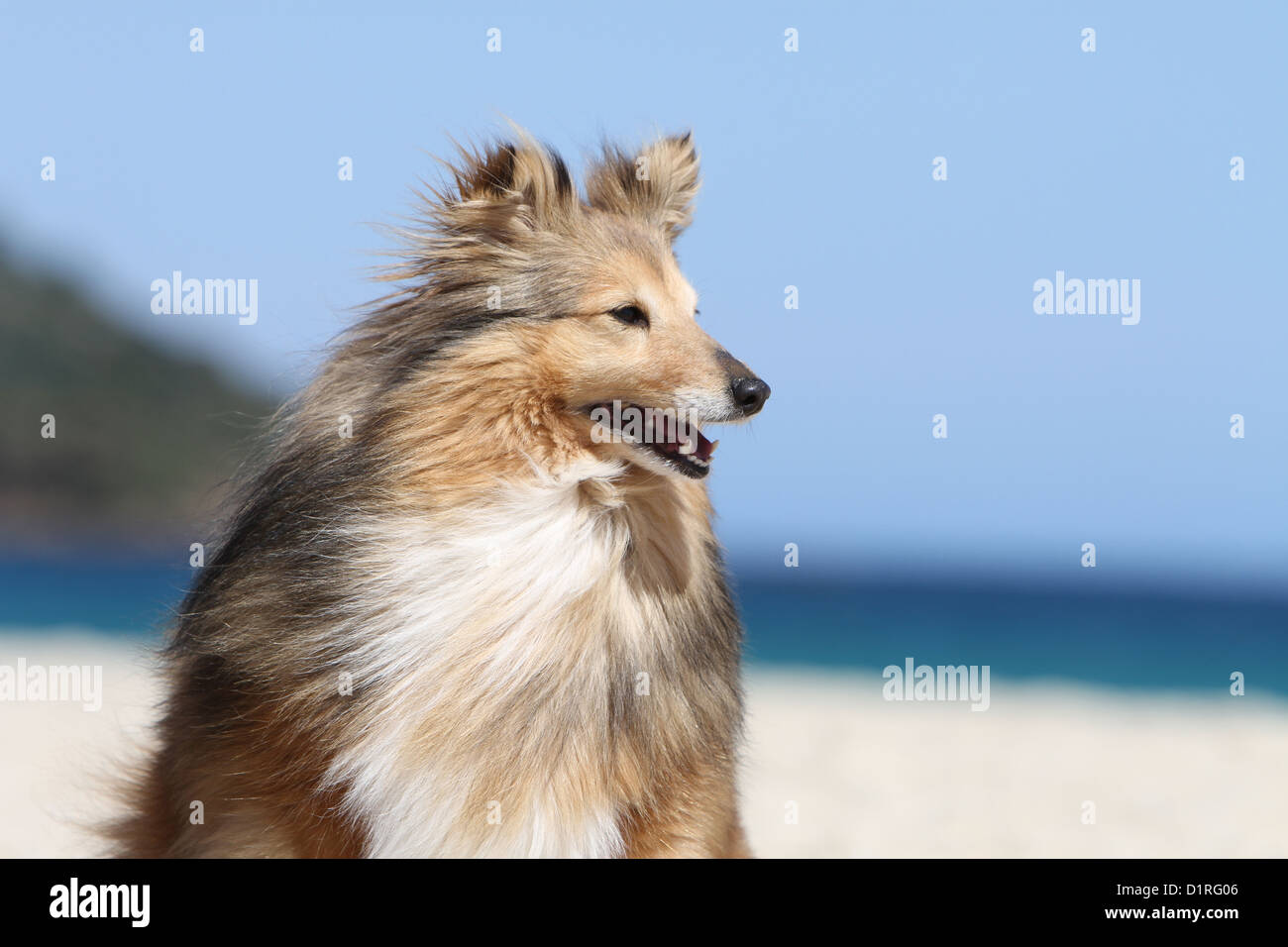 Dog Shetland Sheepdog / Sheltie adult (sable white) portrait profile ...