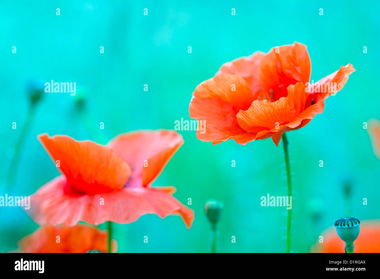 Close up of a wild poppy flower on a meadow Stock Photo - Alamy