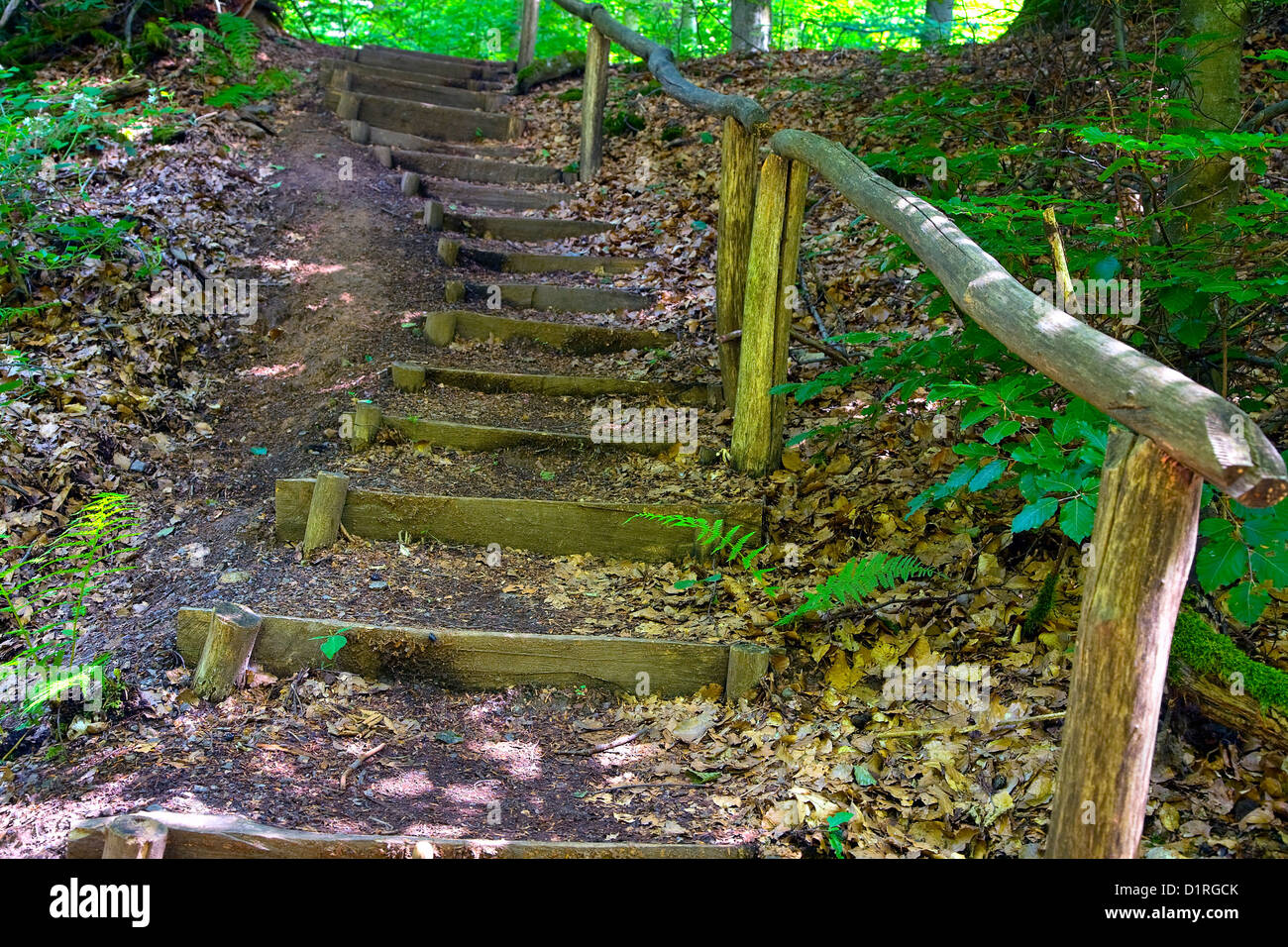 A earth / wooden steps on a footpath in the forest, by Beckingen ...