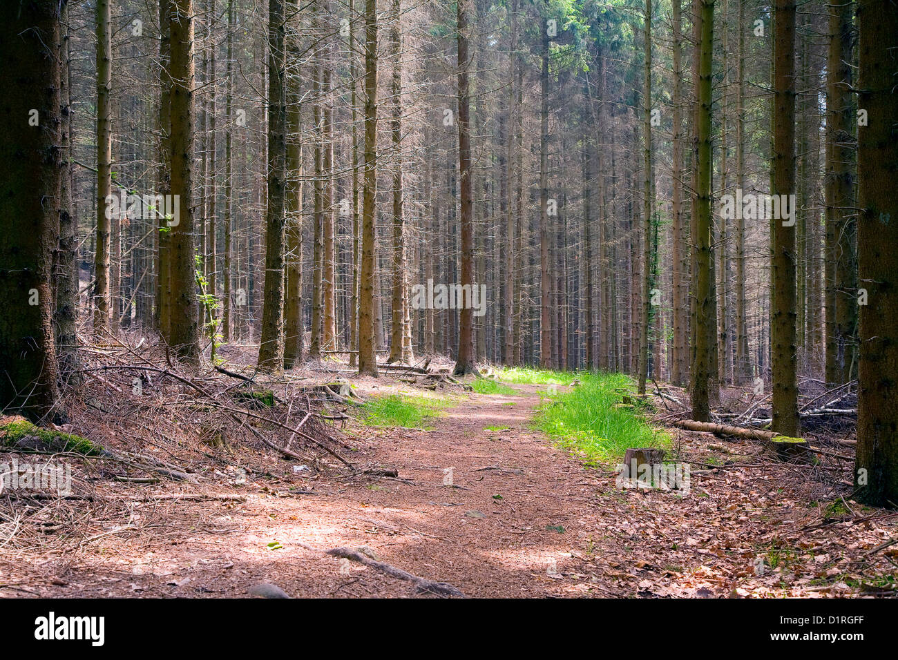Douglas spruce hi-res stock photography and images - Alamy