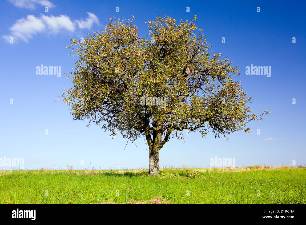 Lonely pear tree on a field, by Beckingen, Saarland / Germany Stock ...