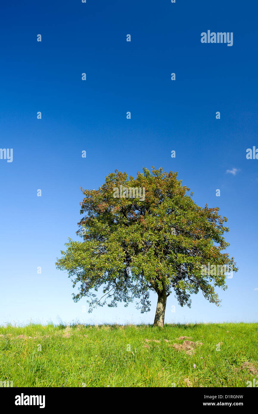 Lonely apple tree on a field, by Beckingen, Saarland / Germany Stock ...