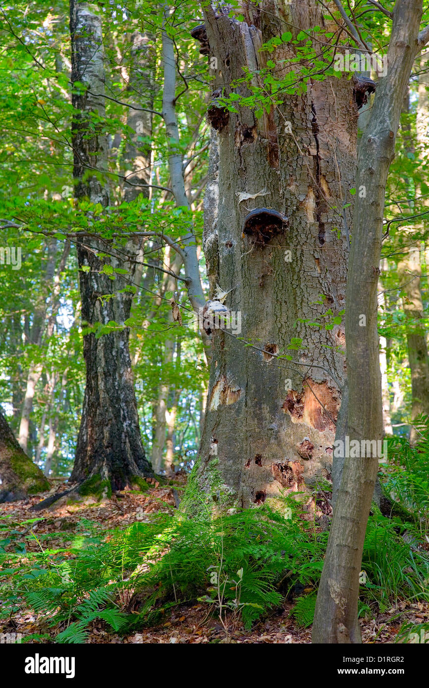 Mixed beech forest (beech, oak,) by Beckingen, Saarland / Germany Stock ...