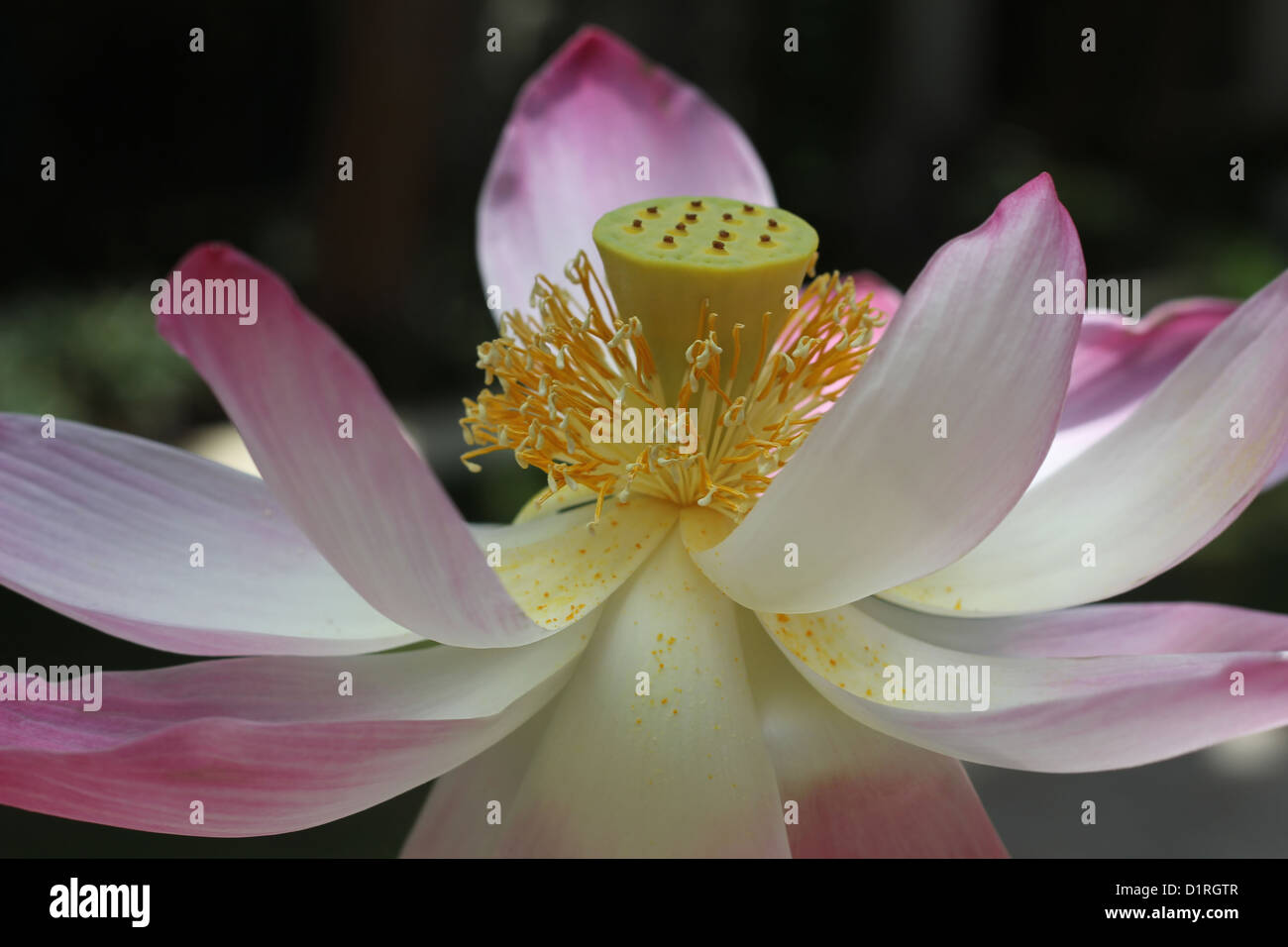 Lotus yellow pollen nelumbo nucifera hi-res stock photography and ...