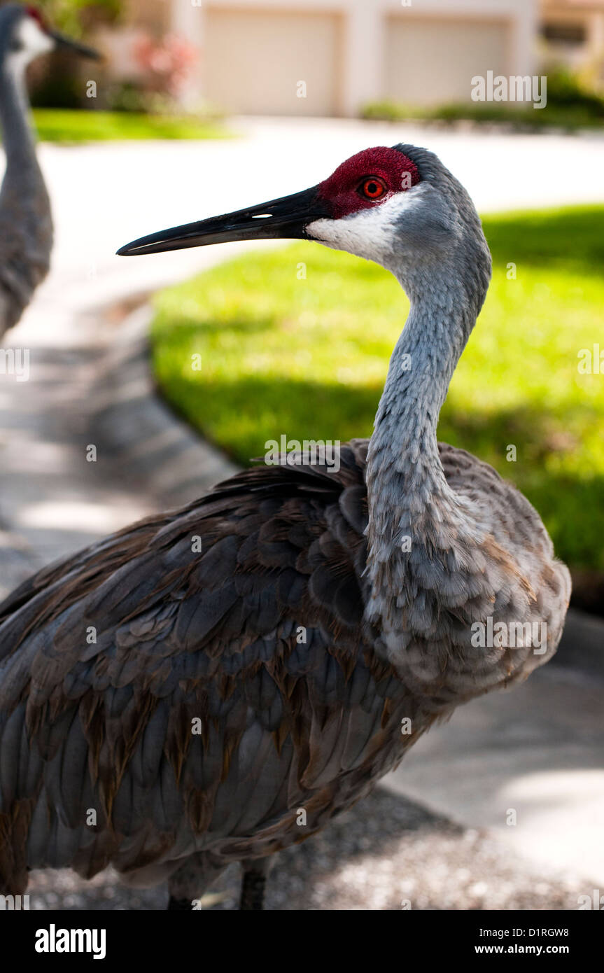 A Florida Sandhill Crane in residential area Stock Photo - Alamy