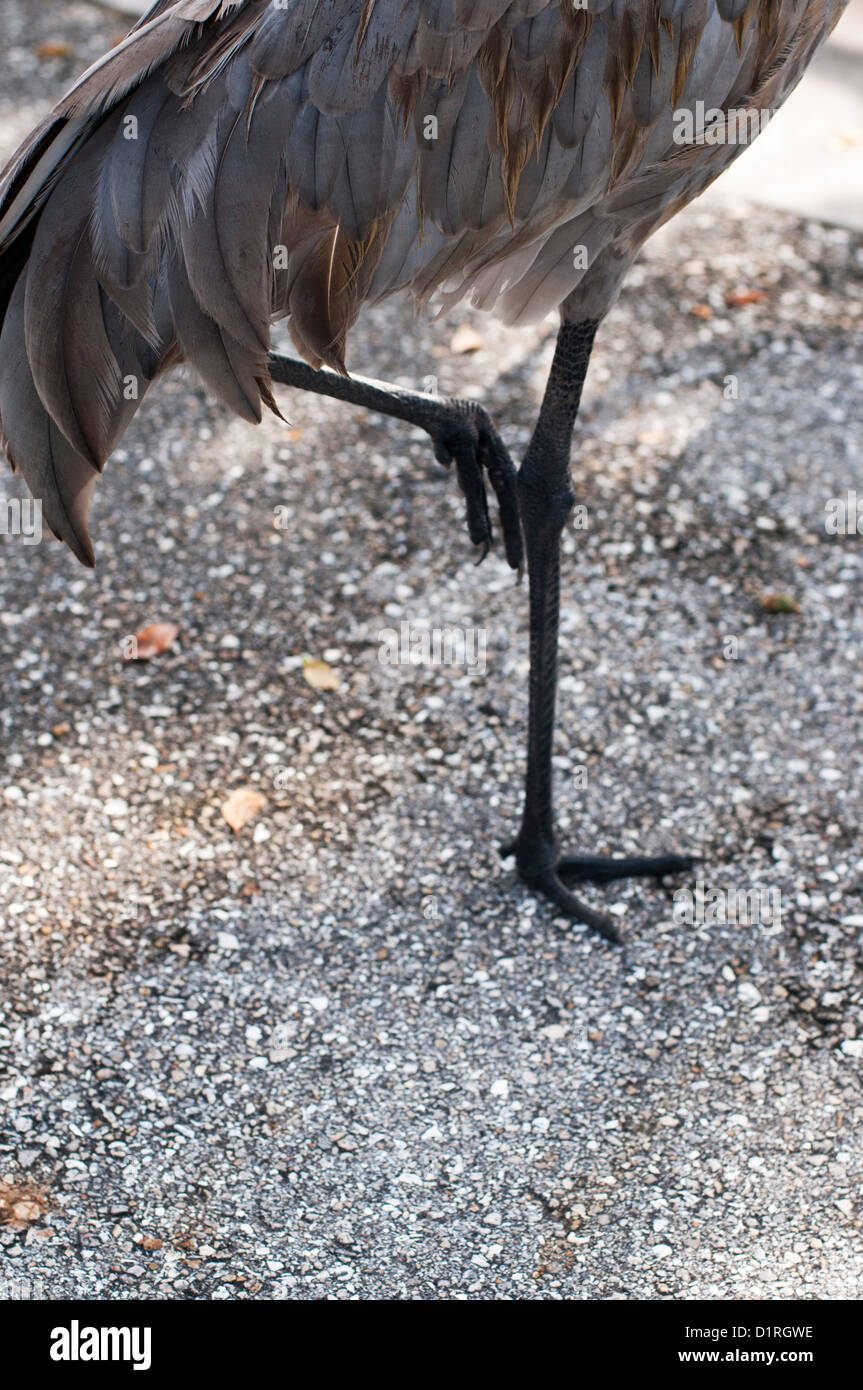 Sandhill crane feet grus canadensis hi-res stock photography and images ...