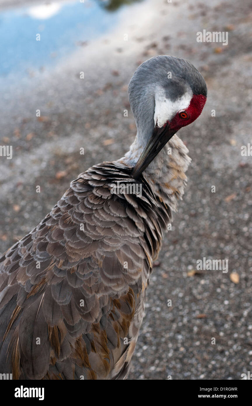 Florida crane hi-res stock photography and images - Alamy