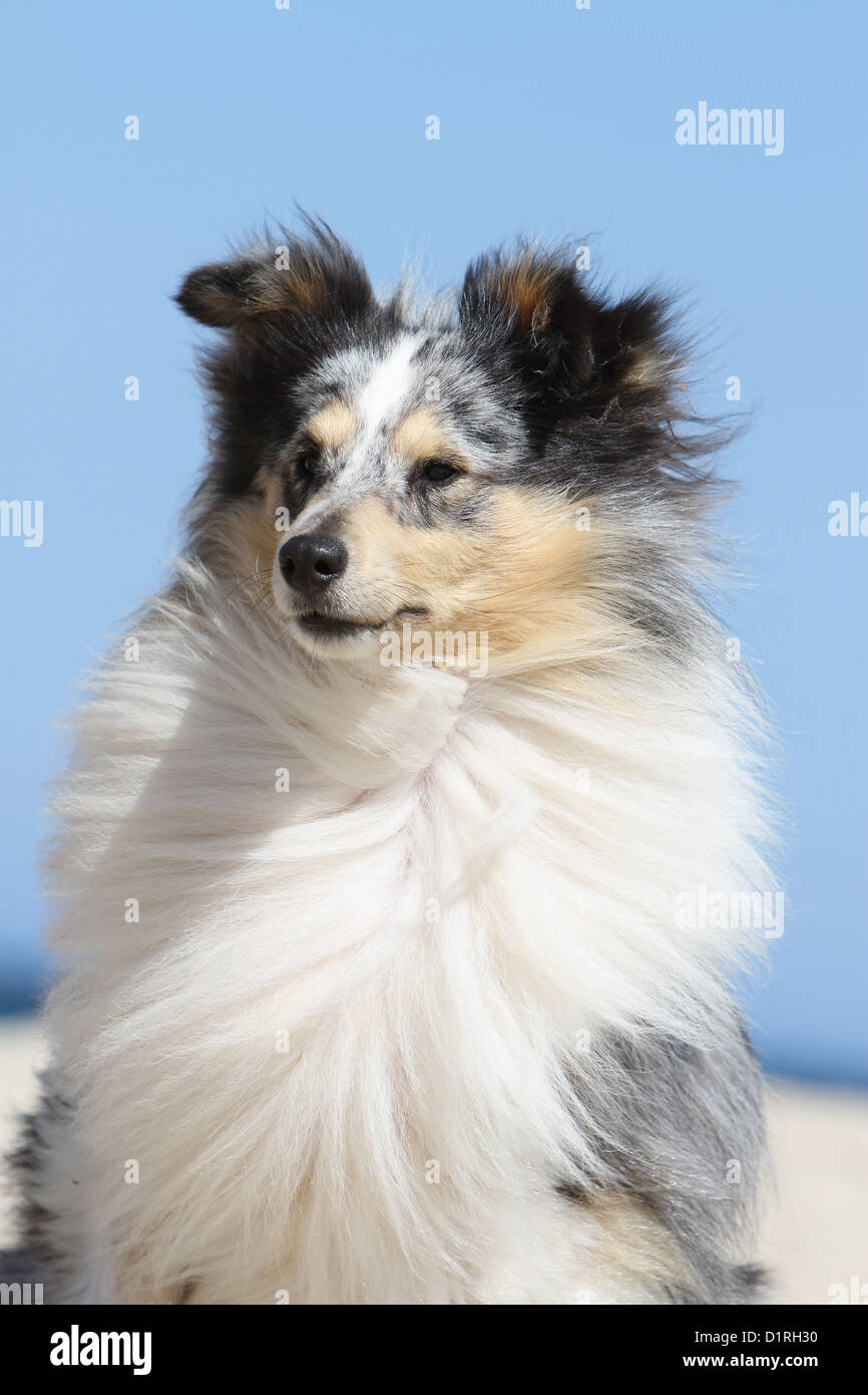 Dog Shetland Sheepdog / Sheltie adult (blue Merle) portrait Stock Photo ...