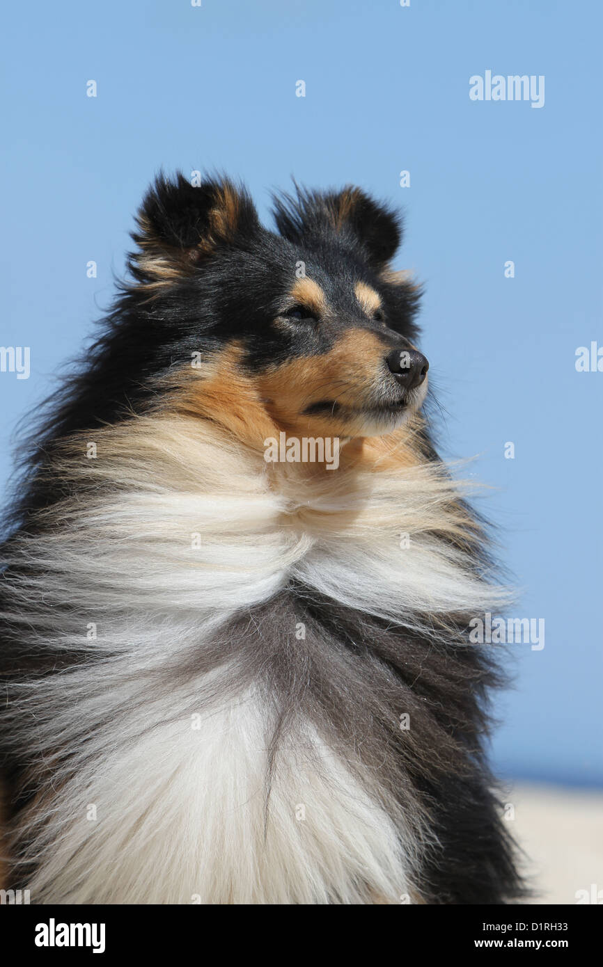 Dog Shetland Sheepdog / Sheltie adult (tricolor) portrait profile Stock ...
