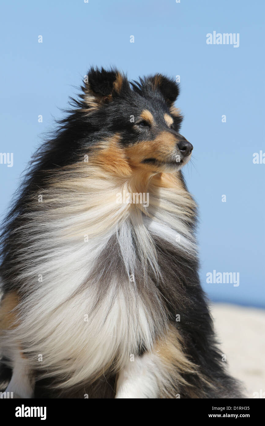 Dog Shetland Sheepdog / Sheltie adult (tricolor) portrait profile Stock ...