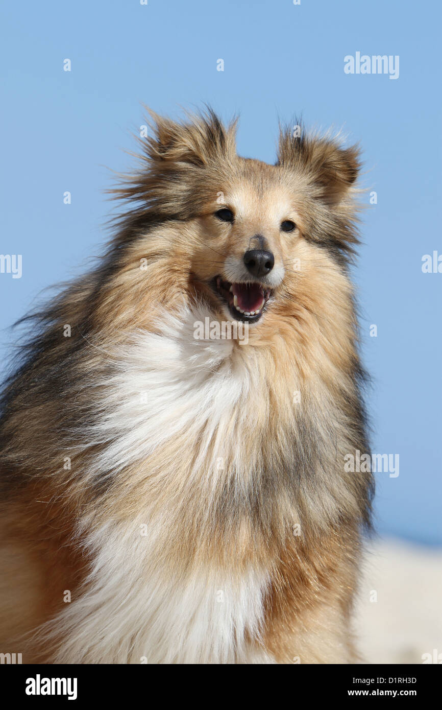 Dog Shetland Sheepdog / Sheltie adult (sable white) portrait Stock ...