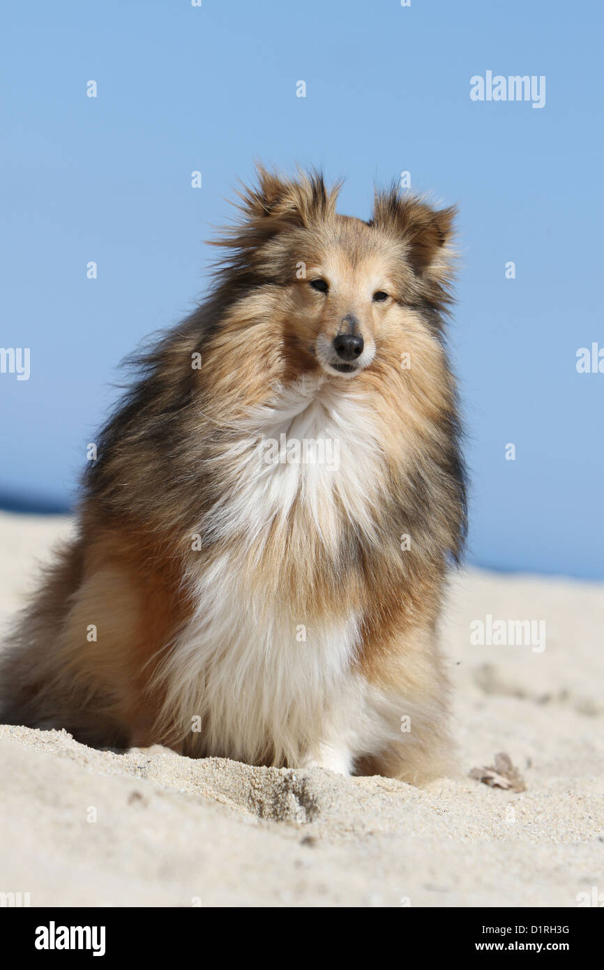 Dog Shetland Sheepdog / Sheltie adult (sable white) sitting on the ...