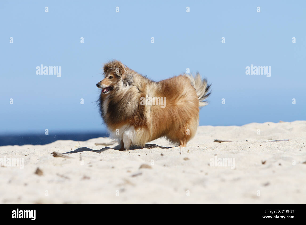 Dog Shetland Sheepdog / Sheltie adult (sable white) running on the ...