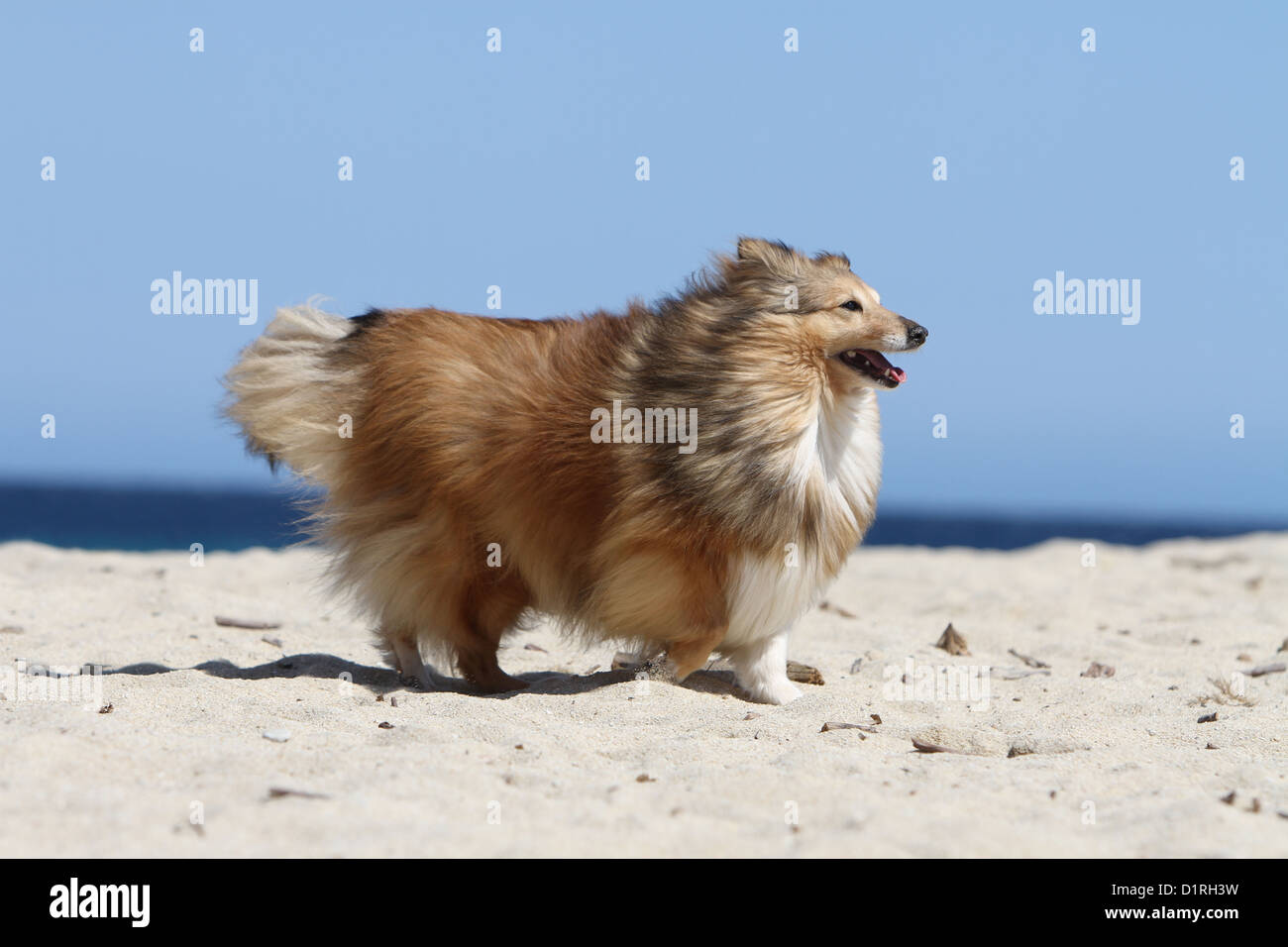 Dog Shetland Sheepdog / Sheltie adult (sable white) standing on the ...