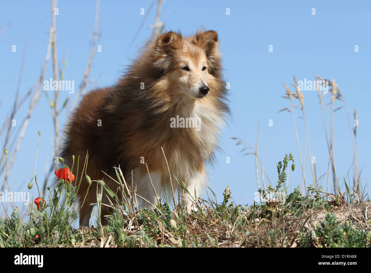 Dog Shetland Sheepdog / Sheltie adult (sable white) standing Stock ...