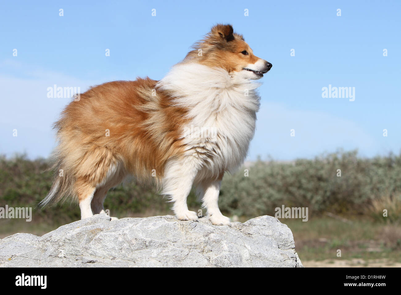 Shetland sheepdog and sheep hi-res stock photography and images - Alamy