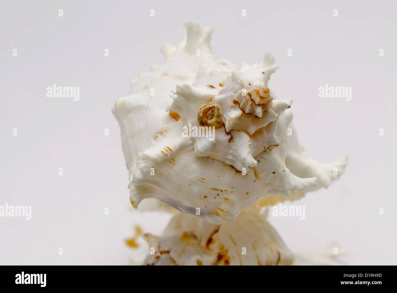Seashell on the white background Stock Photo - Alamy