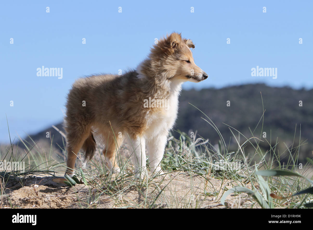 Dog Shetland Sheepdog / Sheltie puppy (sable white) standing Stock ...