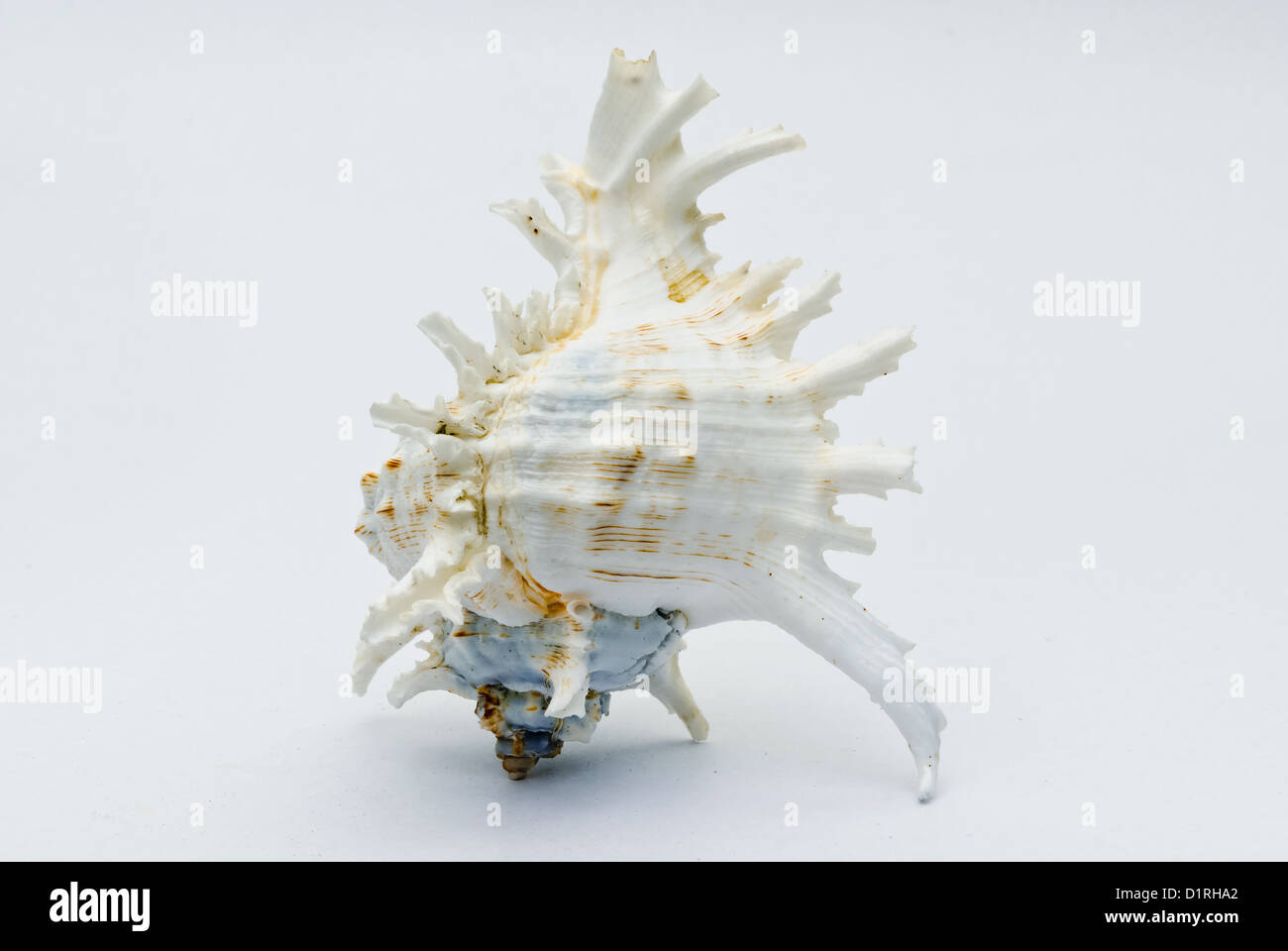 Seashell on the white background Stock Photo - Alamy