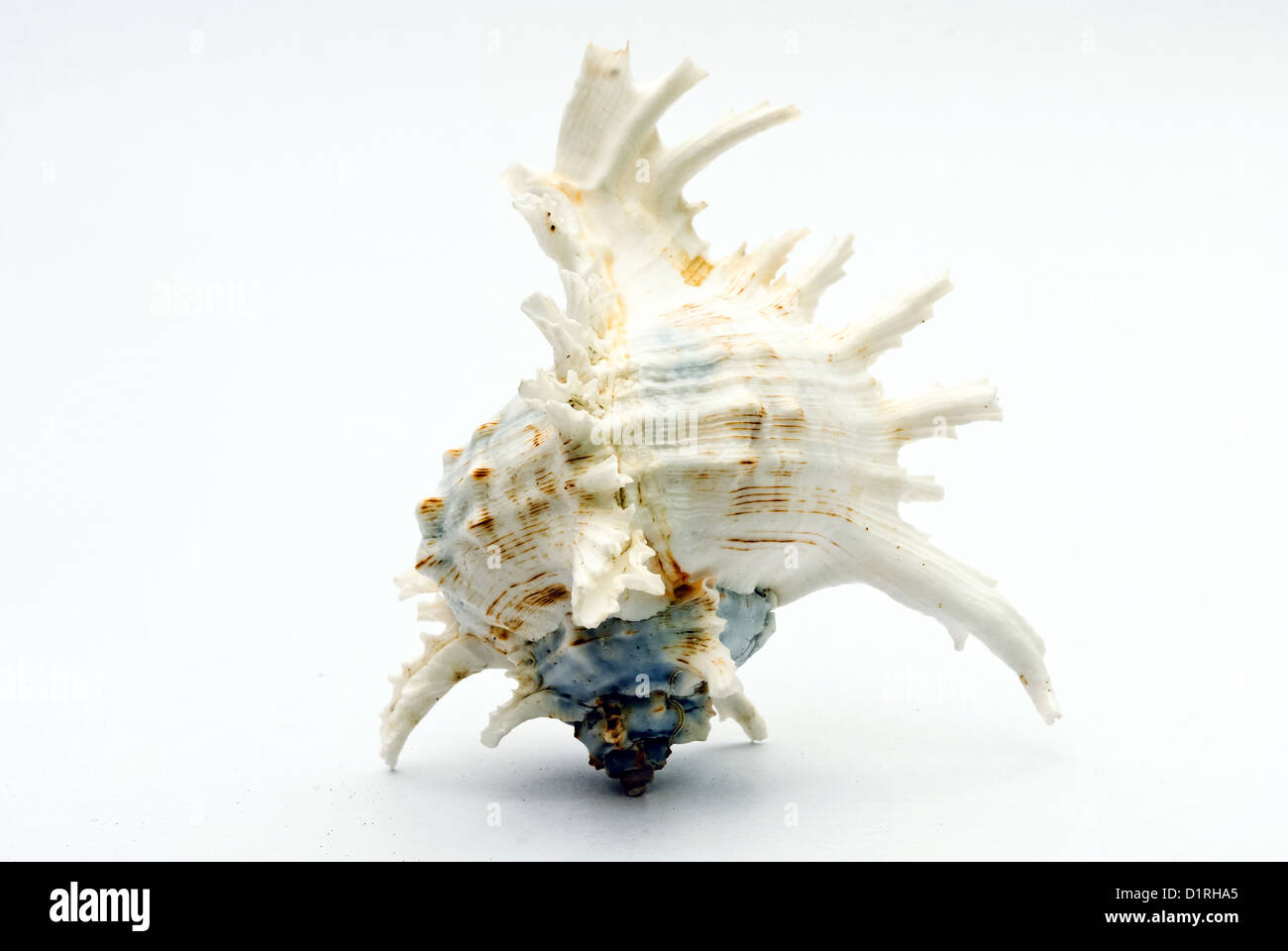 Seashell on the white background Stock Photo - Alamy