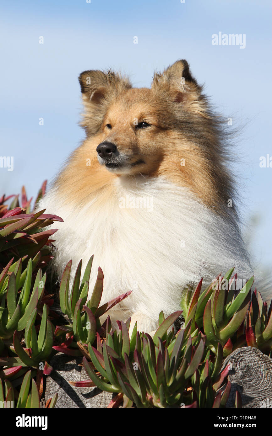 Dog Shetland Sheepdog / Sheltie adult (sable white) portrait profile ...