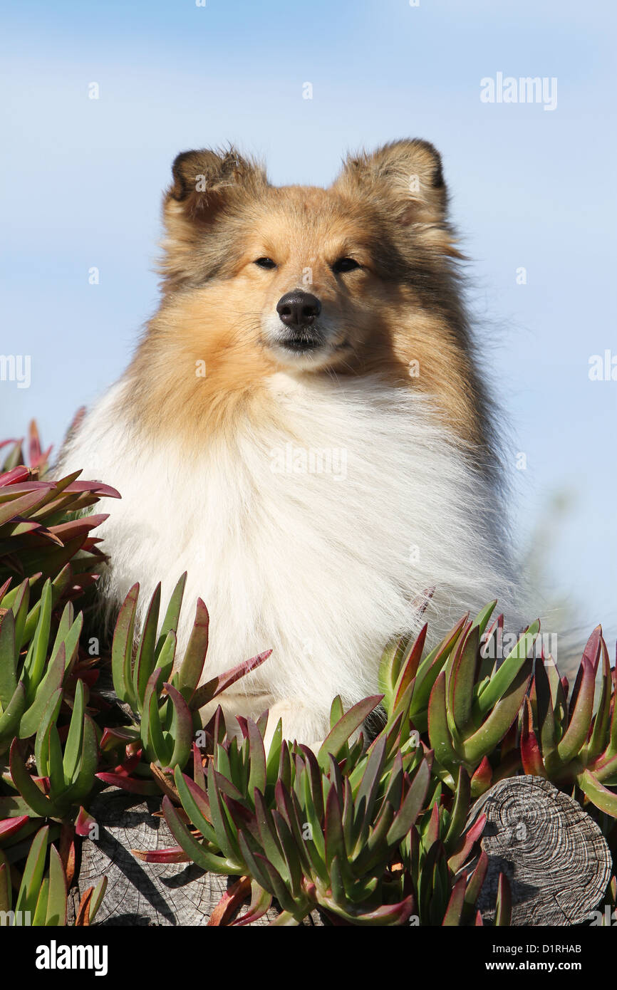 Dog Shetland Sheepdog / Sheltie adult (sable white) portrait Stock ...