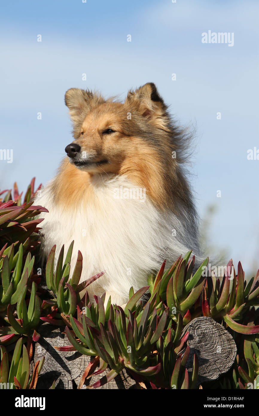 Dog Shetland Sheepdog / Sheltie adult (sable white) portrait profile ...