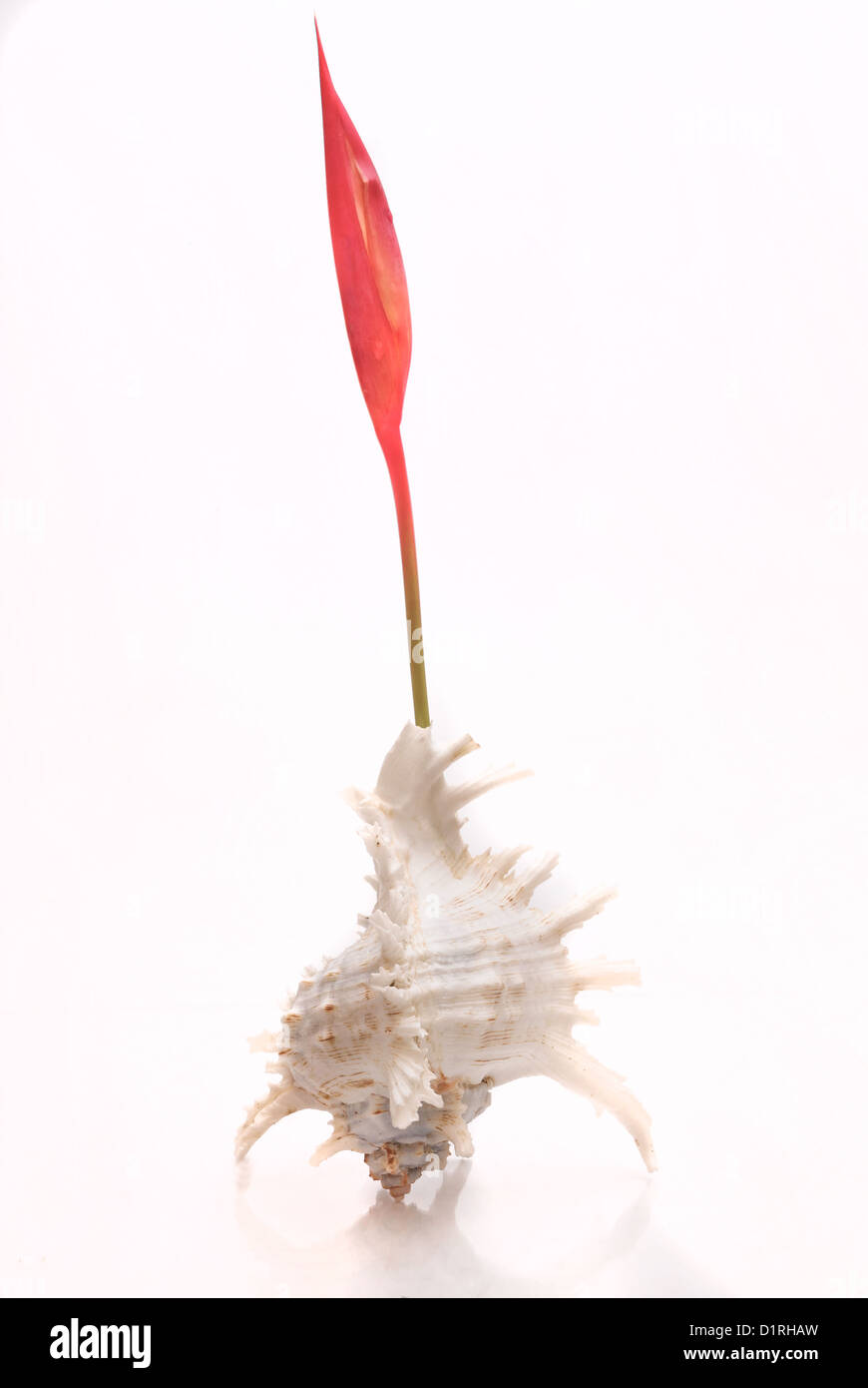 Seashell red flower on white hi-res stock photography and images - Alamy