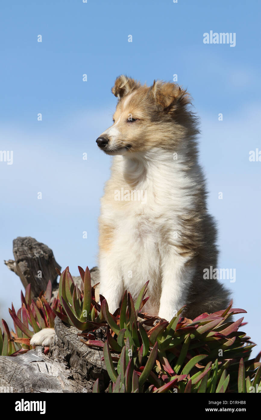 Dog Shetland Sheepdog / Sheltie puppy (sable white) sitting profile ...