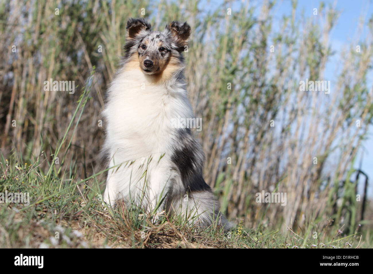 Shelties hi-res stock photography and images - Alamy