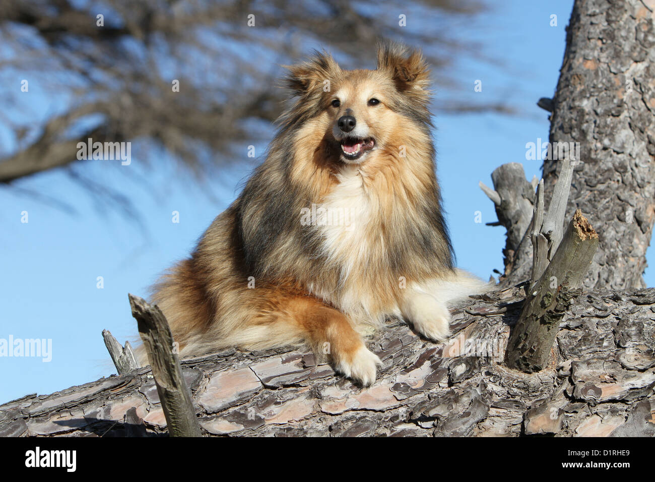 Dog Shetland Sheepdog / Sheltie adult (sable white) lying on a tree ...