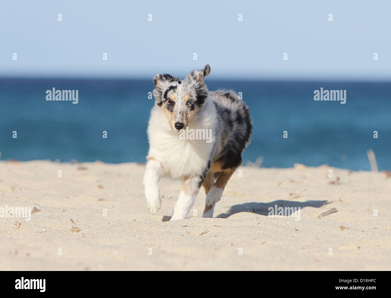 Dog Shetland Sheepdog / Sheltie puppy (blue Merle) running on the beach ...