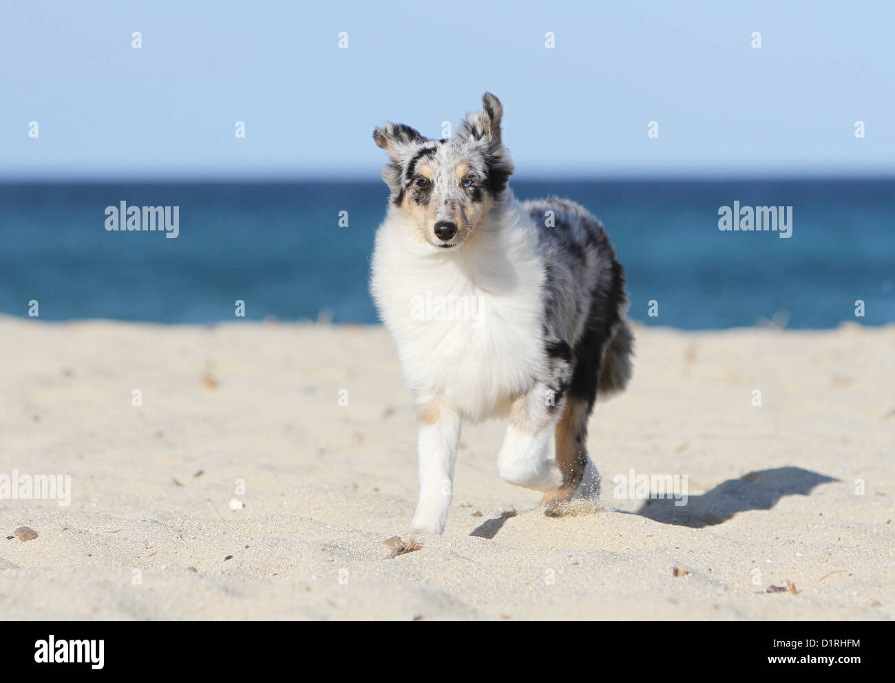 Dog Shetland Sheepdog / Sheltie puppy (blue Merle) running on the beach ...