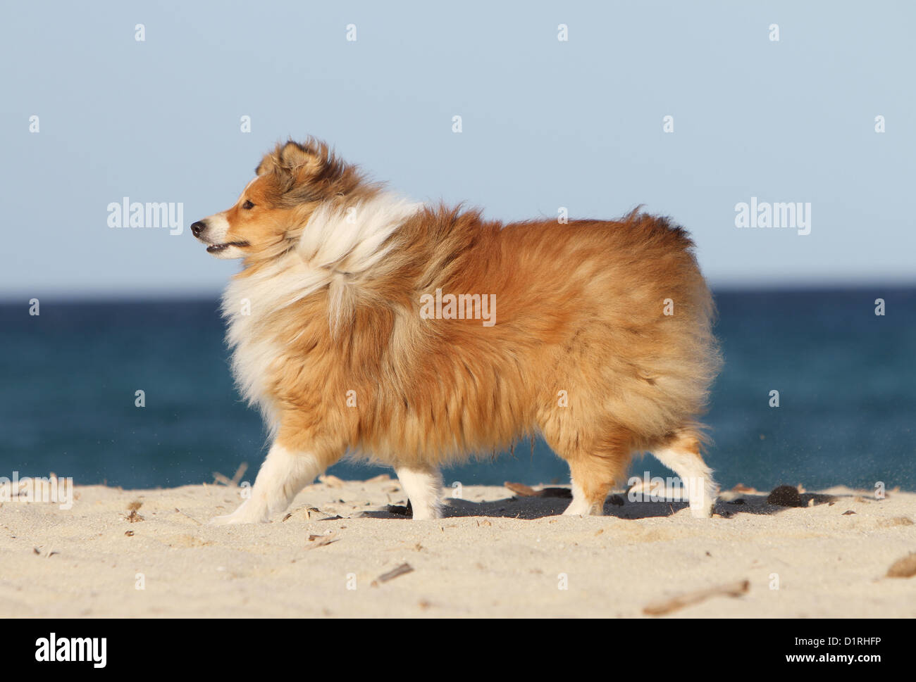 Dog Shetland Sheepdog / Sheltie adult (sable white) standing on the ...