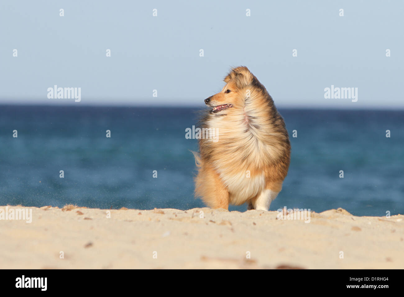 Dog Shetland Sheepdog / Sheltie adult (sable white) standing on the ...