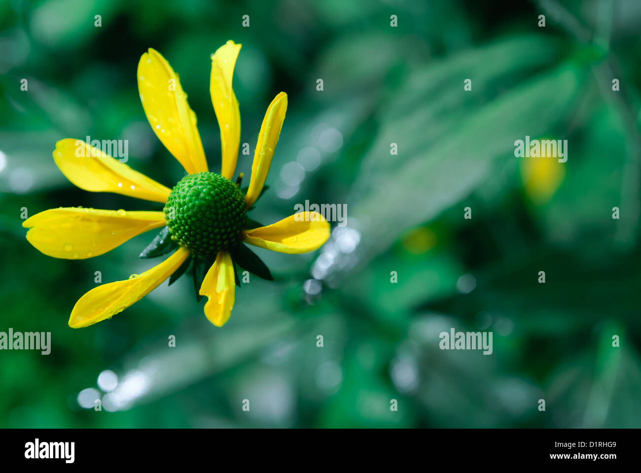 leaf and light Stock Photo - Alamy