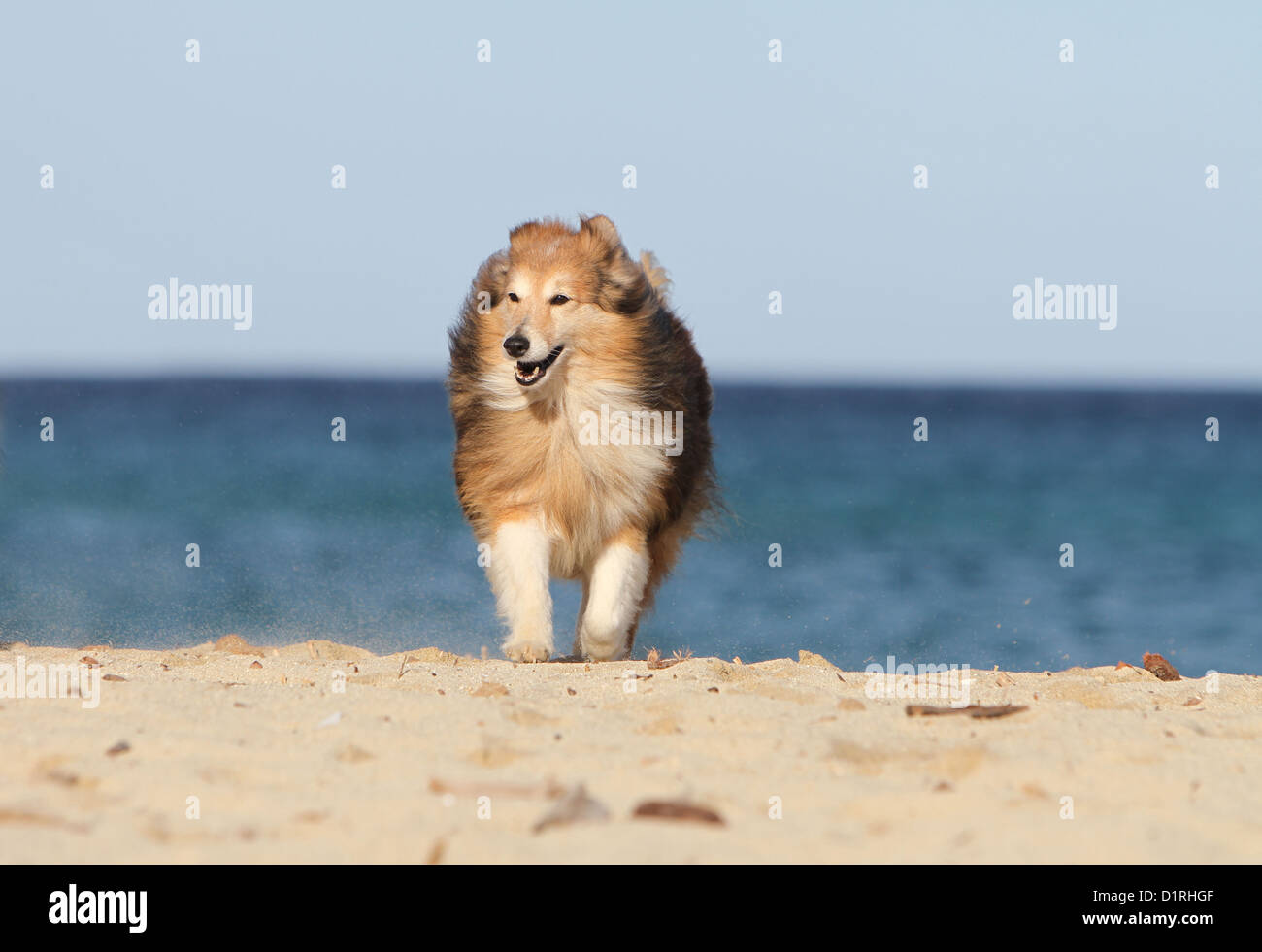 Dog Shetland Sheepdog / Sheltie adult (sable white) running on the ...