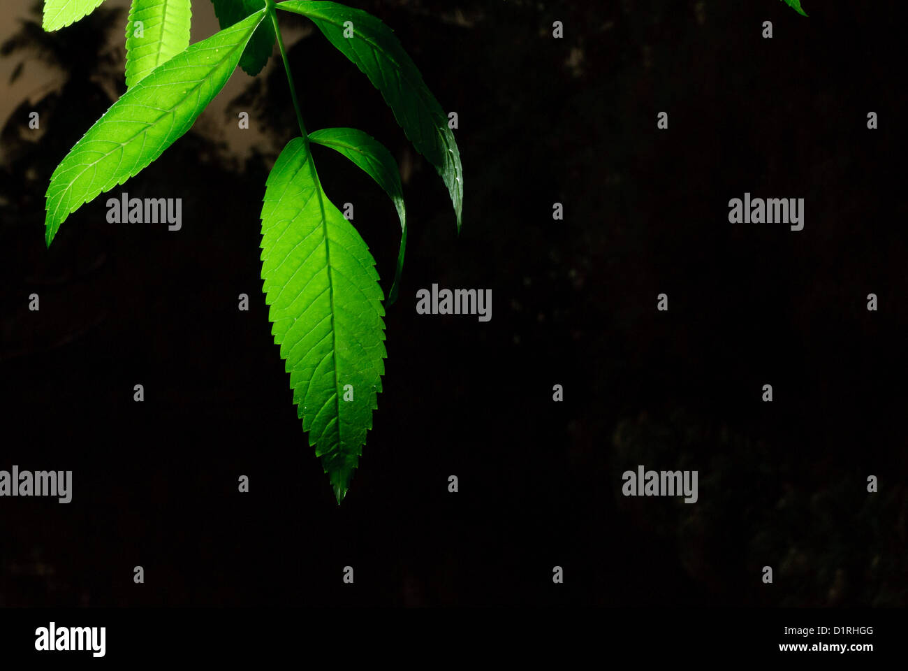 leaf and light Stock Photo - Alamy
