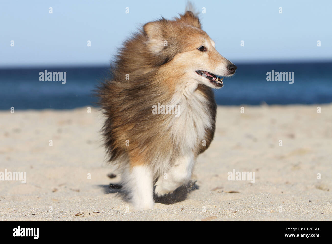 Dog Shetland Sheepdog / Sheltie adult (sable white) running on the ...