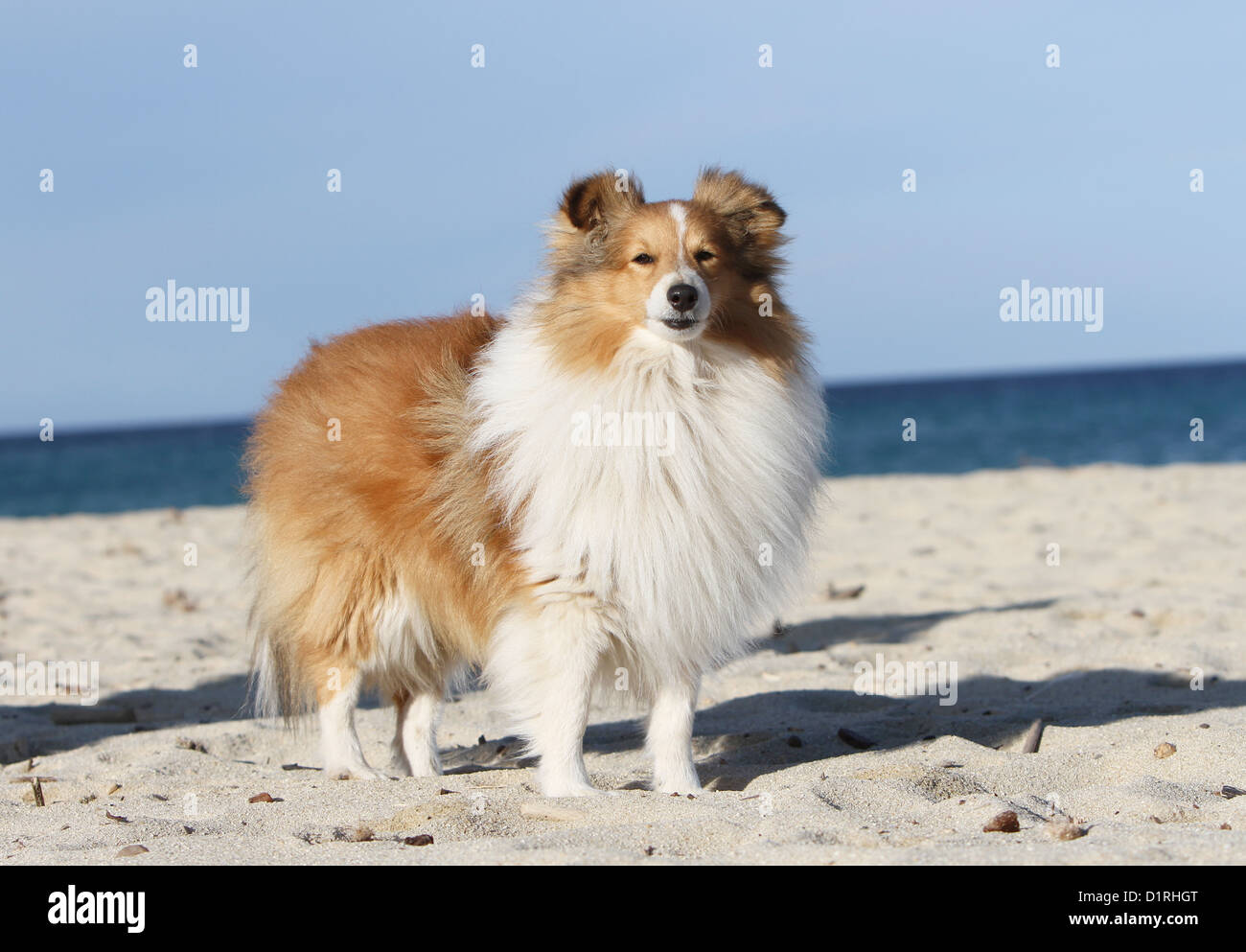 Dog Shetland Sheepdog / Sheltie adult (sable white) standing on the ...
