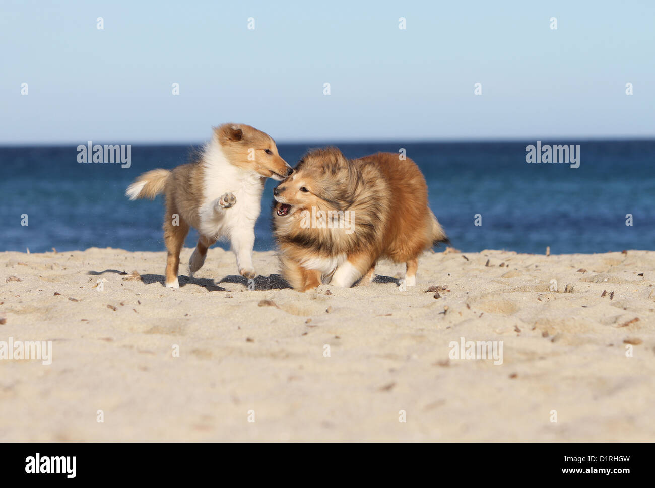 Shelties playing hi-res stock photography and images - Alamy