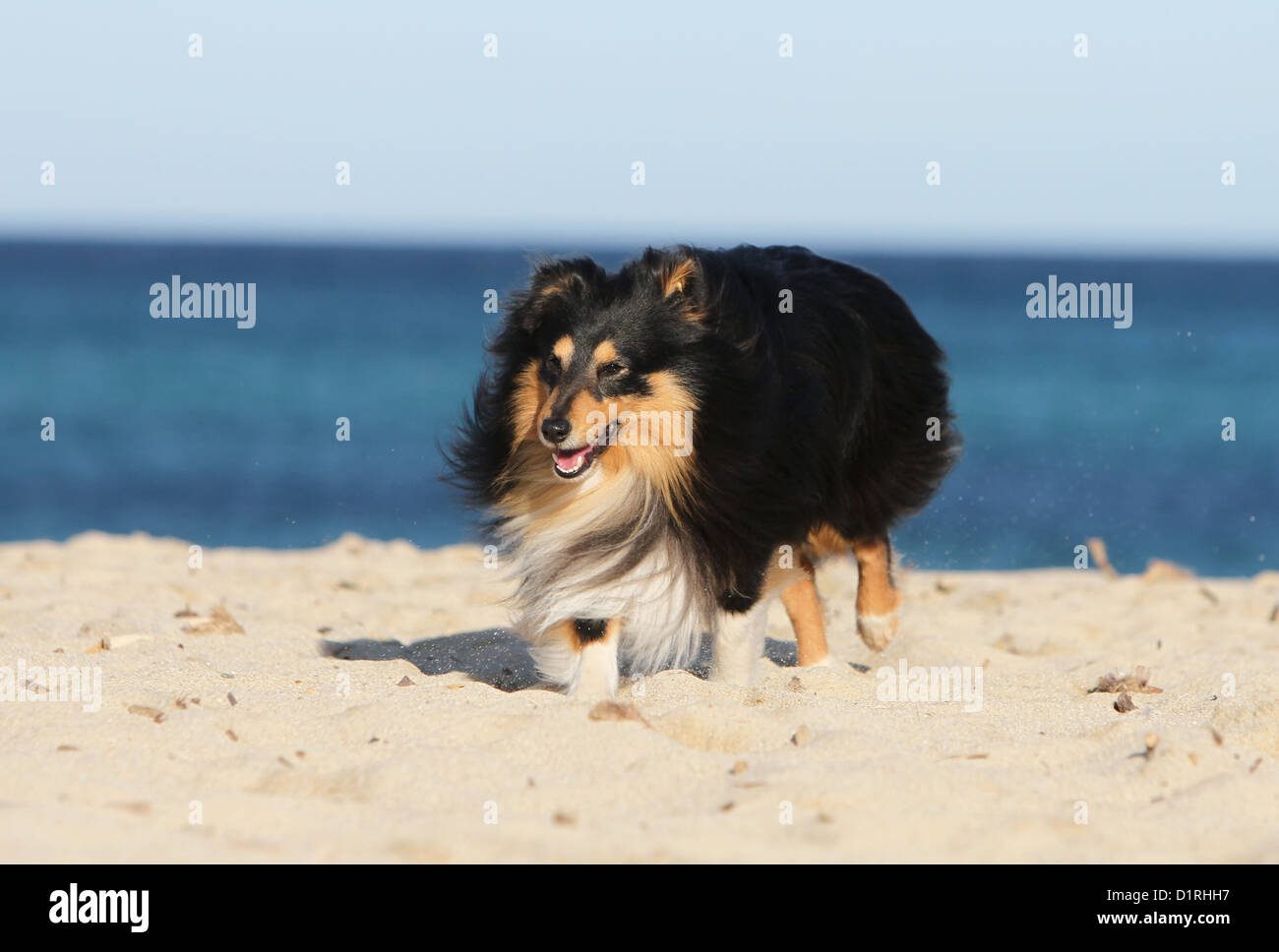 Dog Shetland Sheepdog / Sheltie adult (tricolor) running on the beach ...