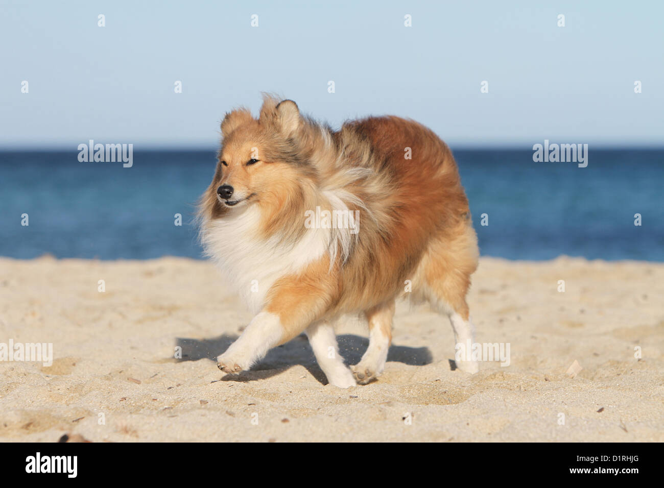 Dog Shetland Sheepdog / Sheltie adult (sable white) running on the ...