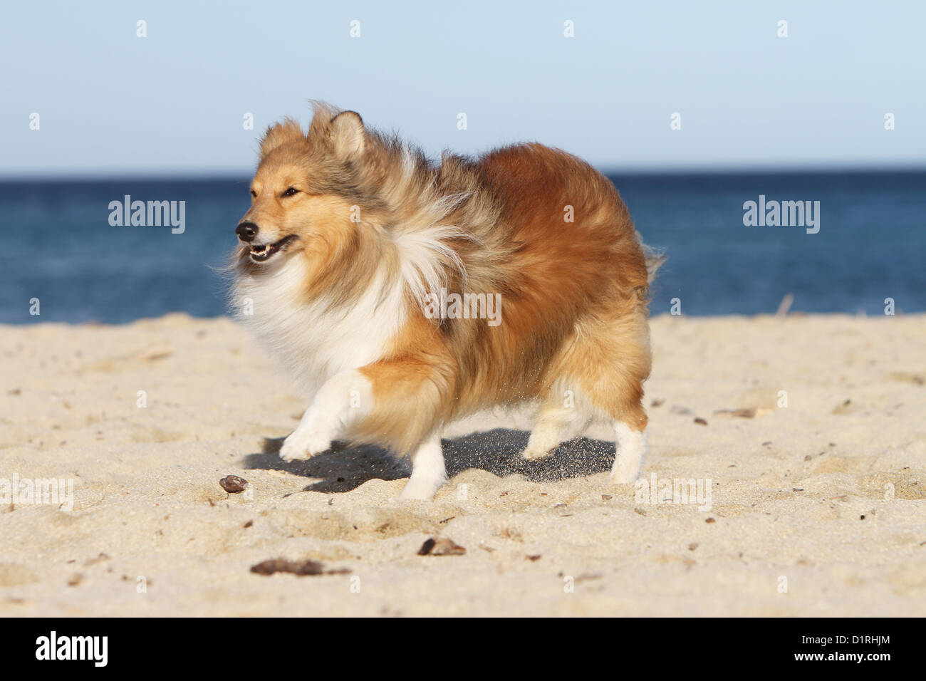 Dog Shetland Sheepdog / Sheltie adult (sable white) running on the ...