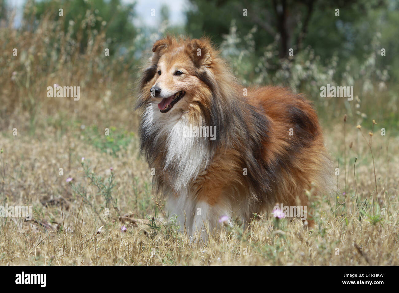 Dog Shetland Sheepdog / Sheltie adult (sable white) standing in a ...