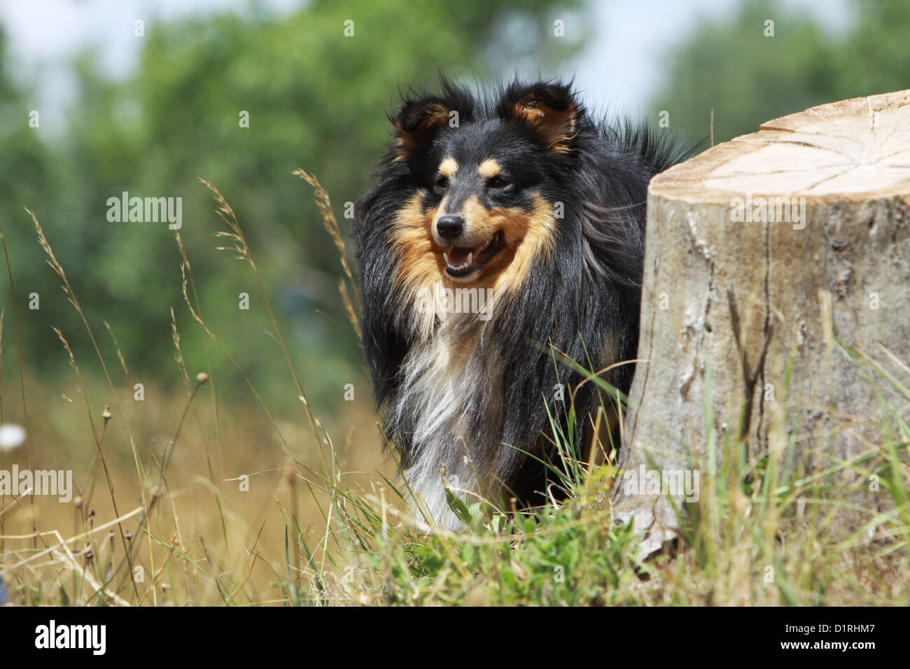 Dog Shetland Sheepdog / Sheltie adult (tricolor) standing behind a tree ...