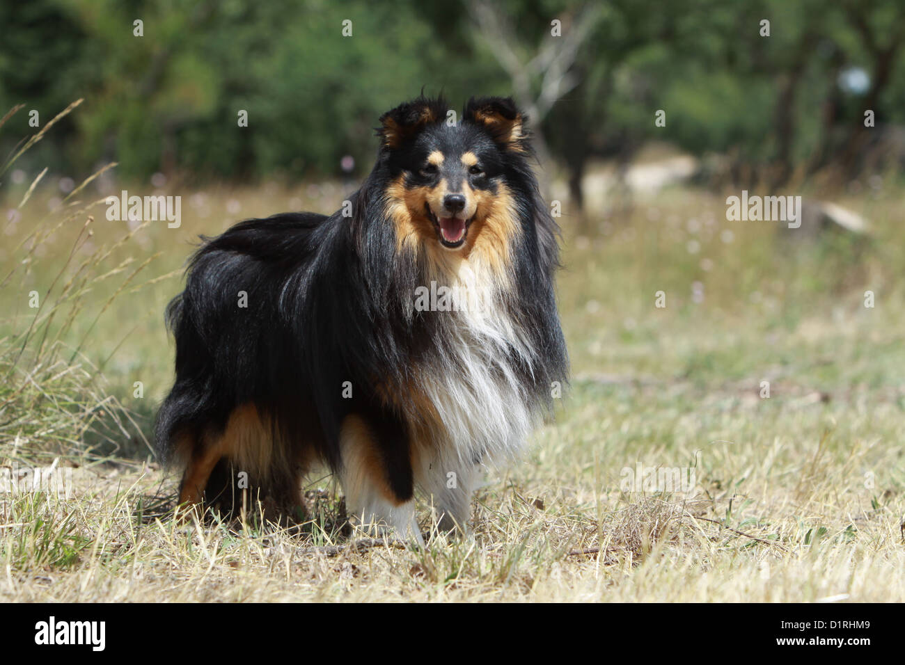 Dog Shetland Sheepdog / Sheltie adult (tricolor) standing in a meadow ...