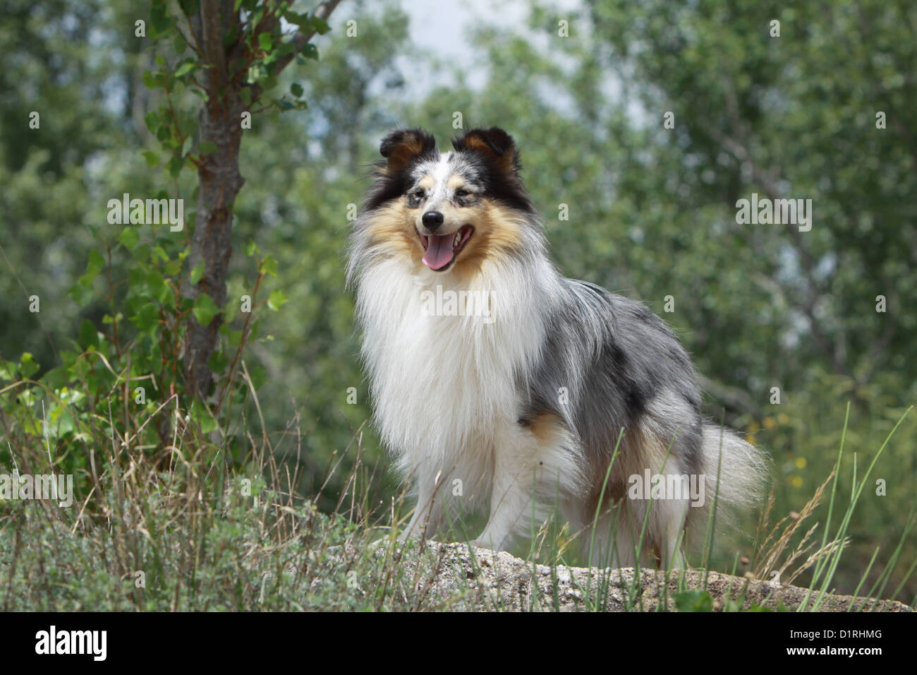 Dog Shetland Sheepdog / Sheltie adult (blue Merle) standing Stock Photo ...