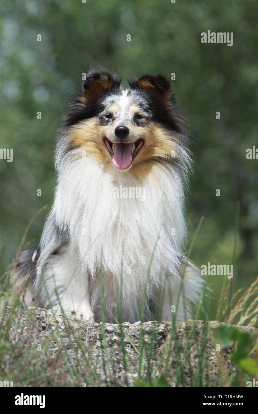 Dog Shetland Sheepdog / Sheltie adult (blue Merle) sitting on a wood ...
